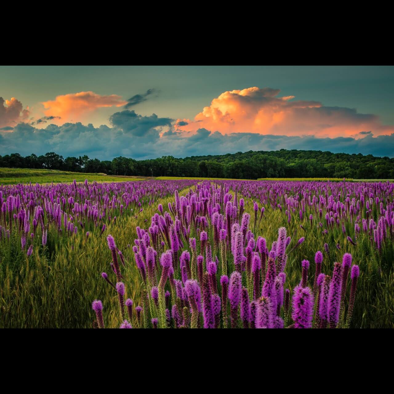 Adam Reinert - Summer of the Arts